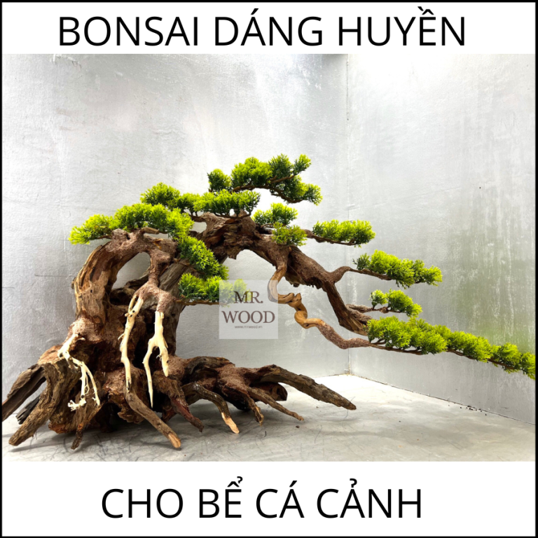 Bonsai Thông Mini - Xưởng Lũa Mr Wood